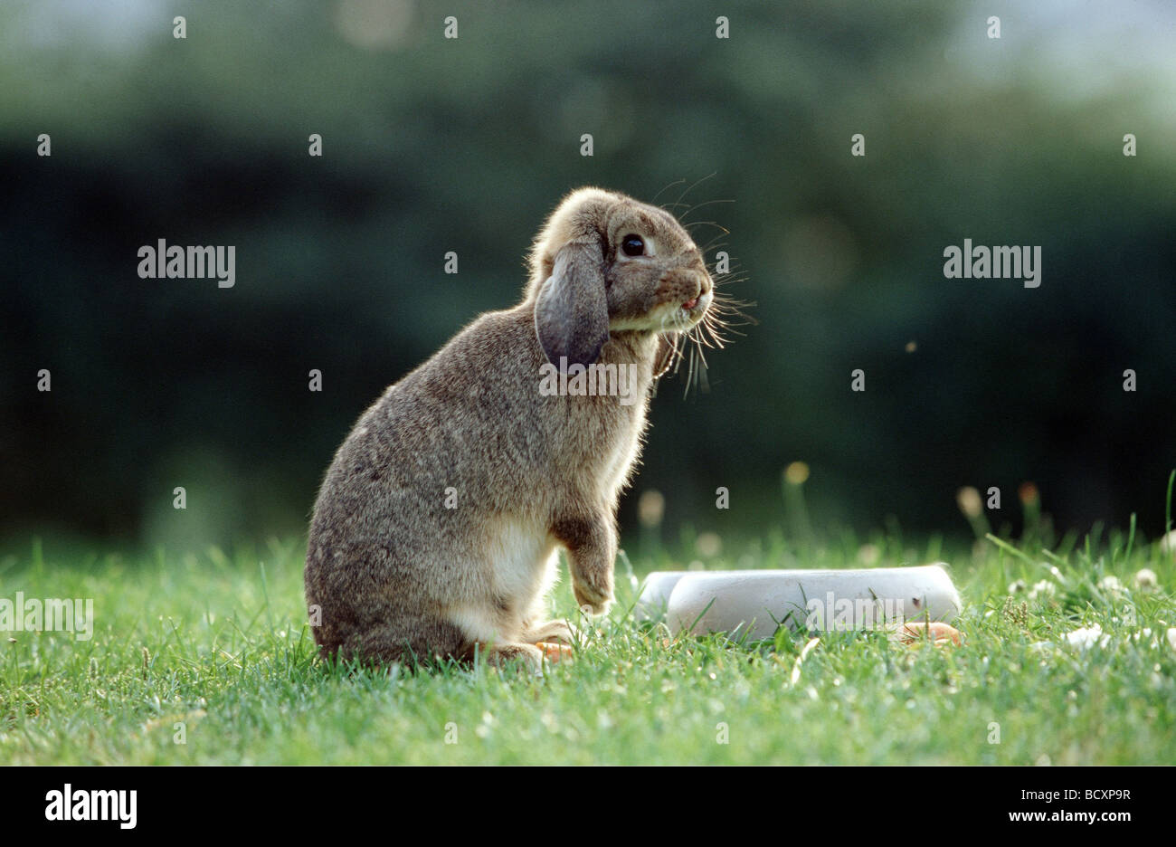 young rabbit on a meadow Stock Photo - Alamy