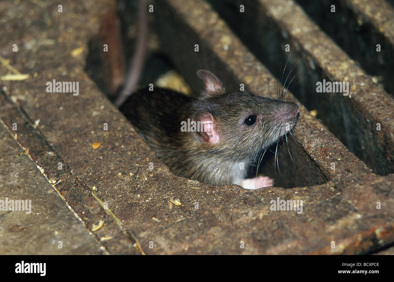 House rat looks out of storm drain grate. Germany Stock Photo - Alamy