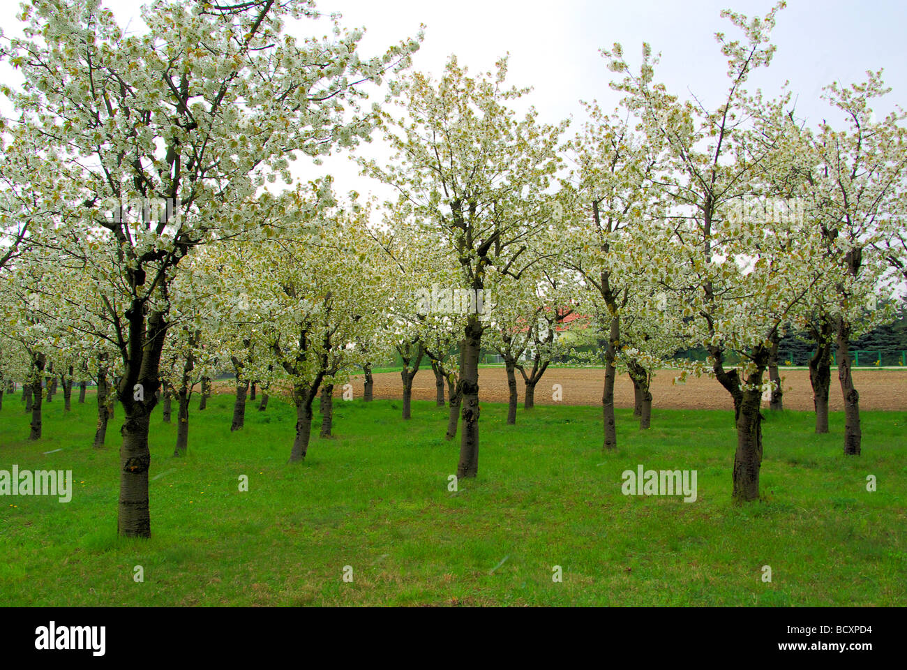 Cherry grove hi-res stock photography and images - Alamy