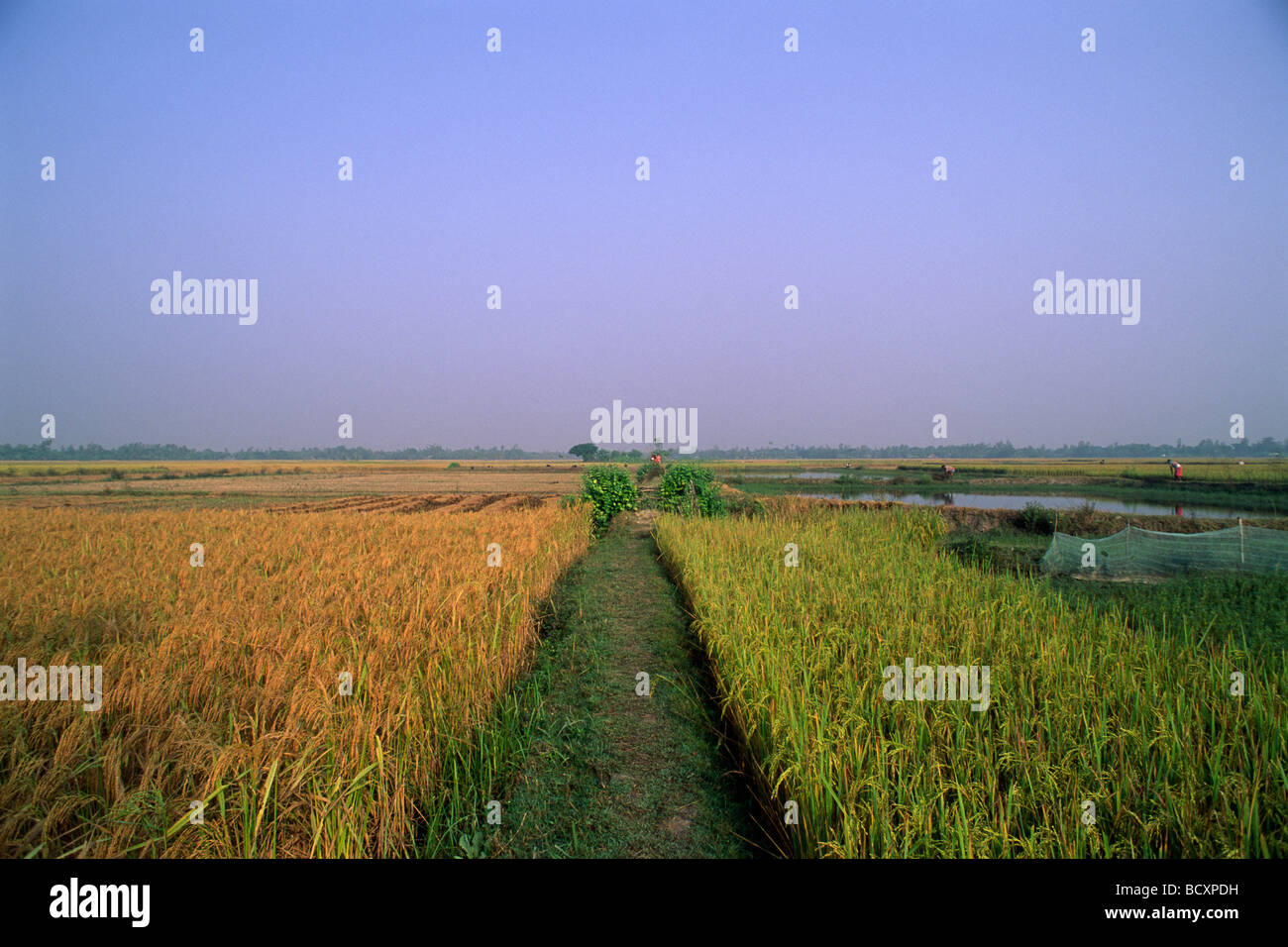 India, West Bengal, Sunderbans, Ganges Delta, rice fields of the ...