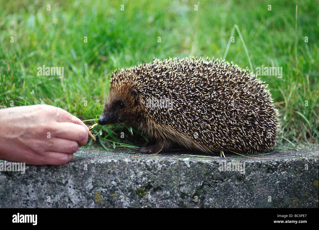 Hedgehog eating worm hi-res stock photography and images - Alamy