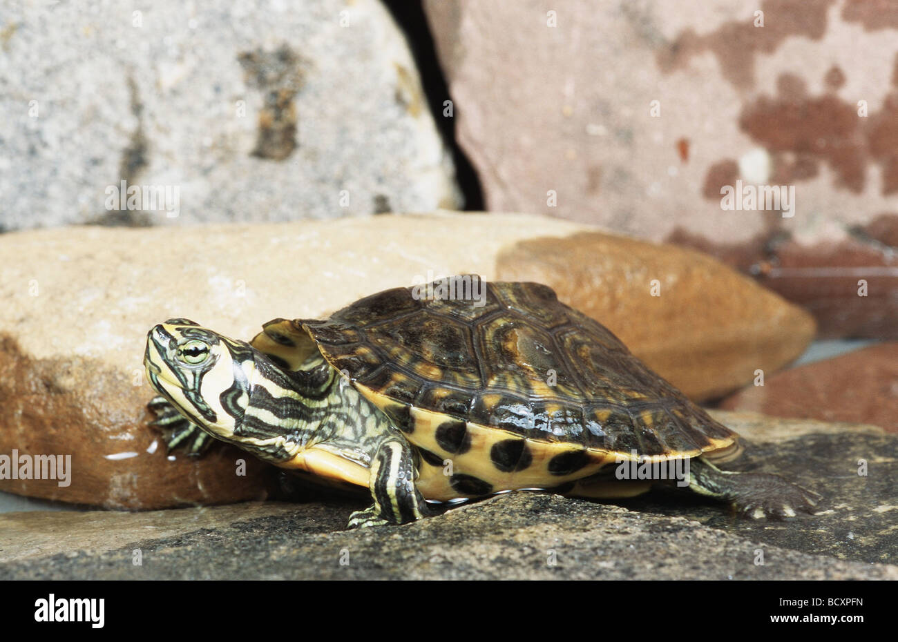 Troostii hi-res stock photography and images - Alamy