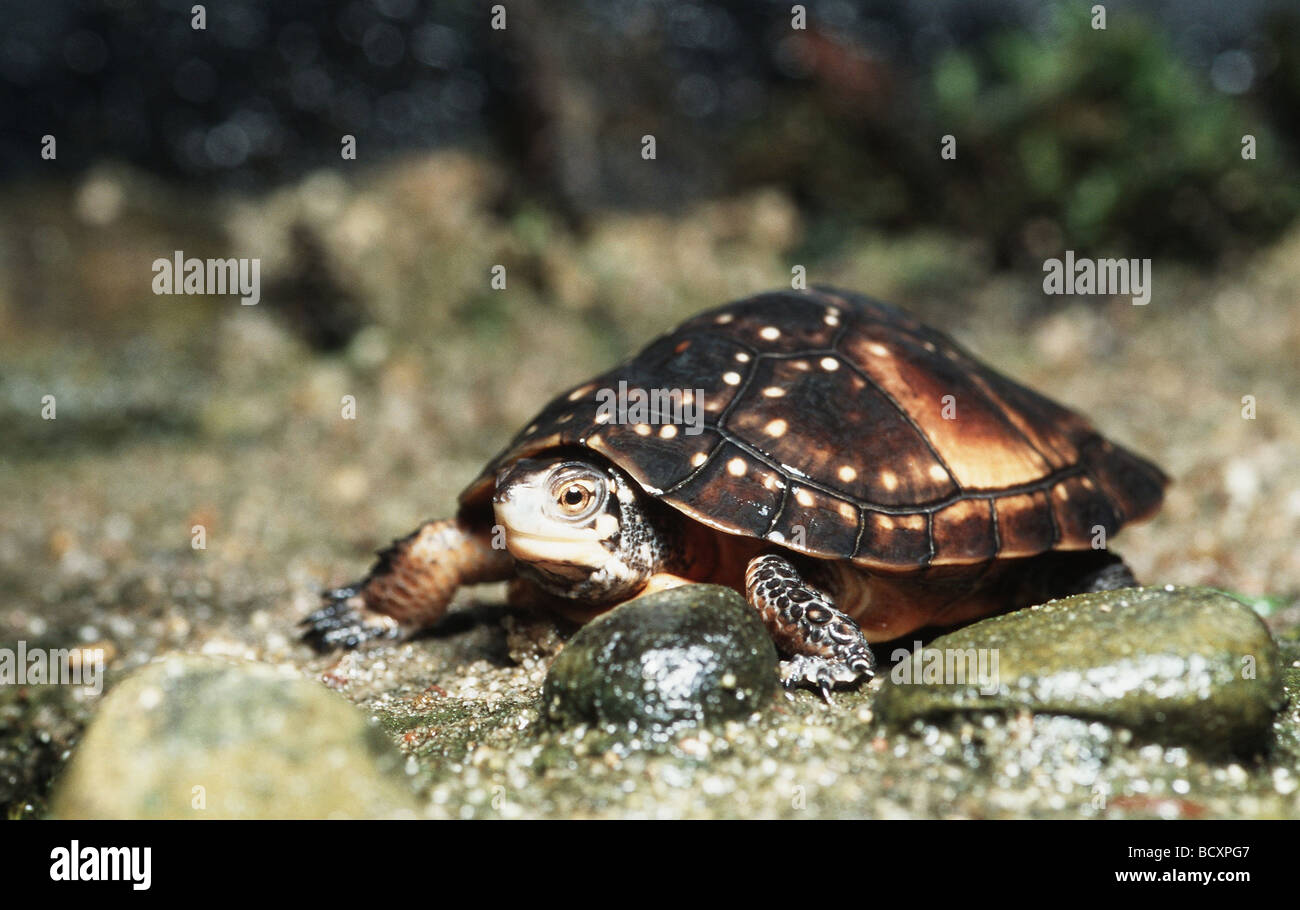 Clemmys guttata spotted turtle hi-res stock photography and images - Alamy