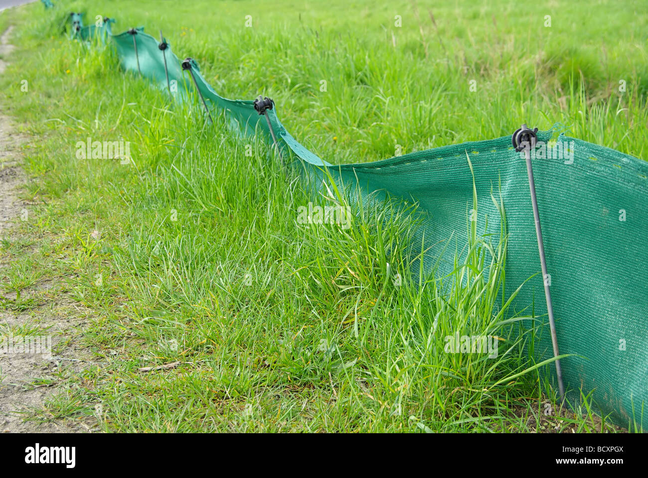 Frog fence hi-res stock photography and images - Alamy