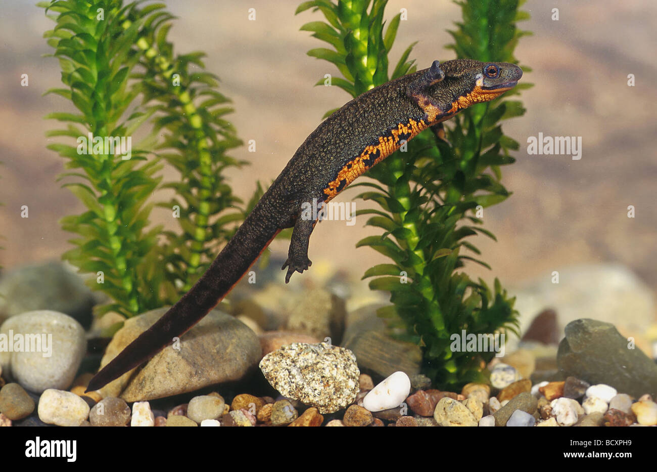 cynops pyrrhogaster / Japanese firebelly newt Stock Photo - Alamy