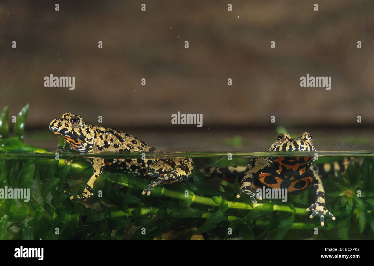 bombina orientalis / oriental fire-bellied toad Stock Photo - Alamy
