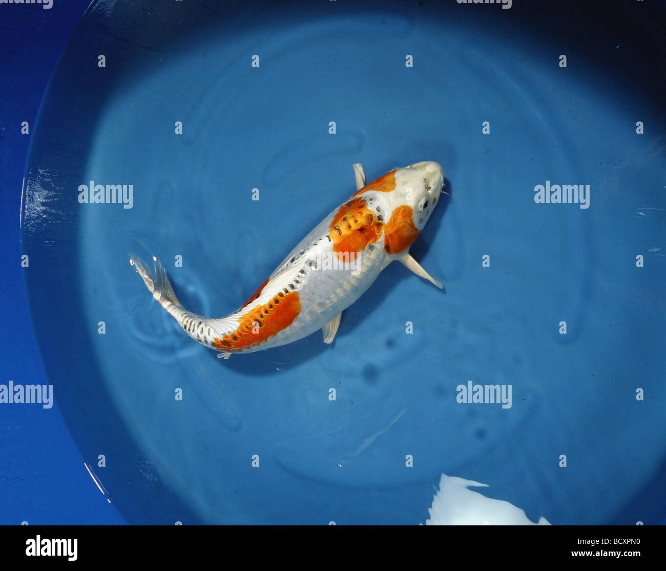 Koi kujaku hi-res stock photography and images - Alamy