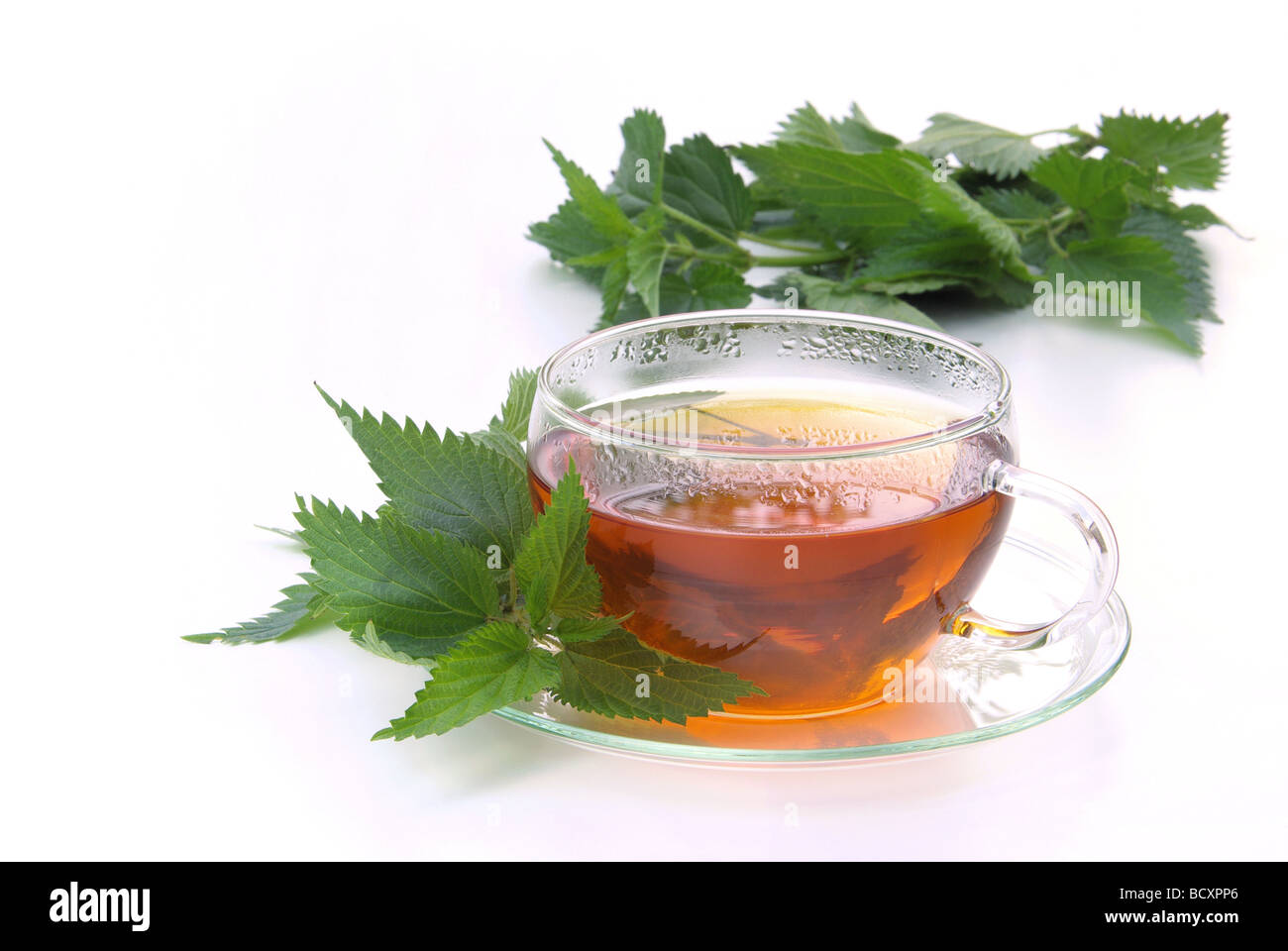 Medicinal plants stinging nettle hi-res stock photography and images ...