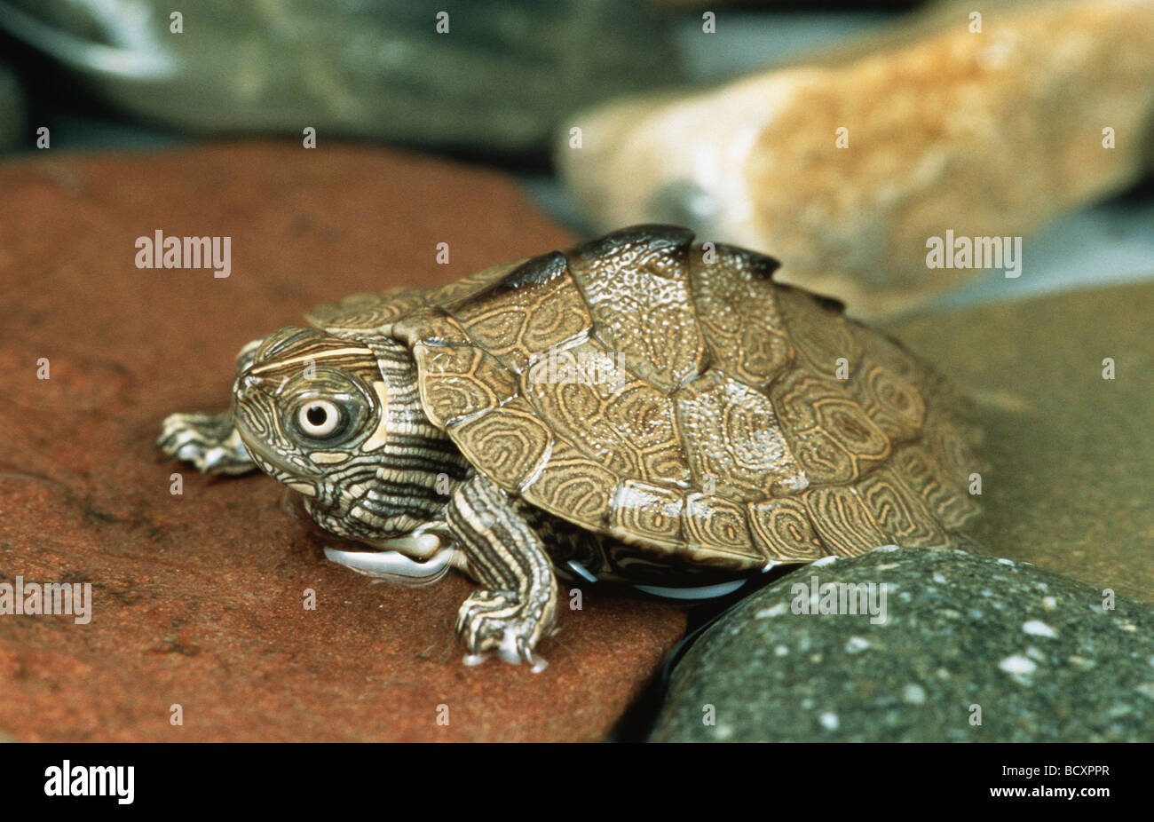 Mississippi map turtle (Graptemys pseudogeographica kohnii) in a Stock ...