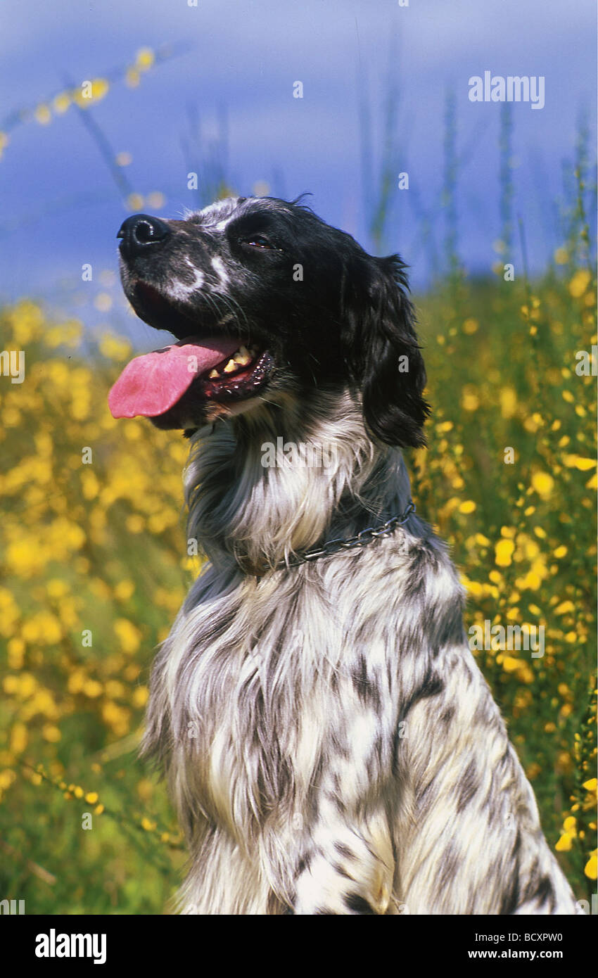 Dog portrait english setter hi-res stock photography and images - Alamy