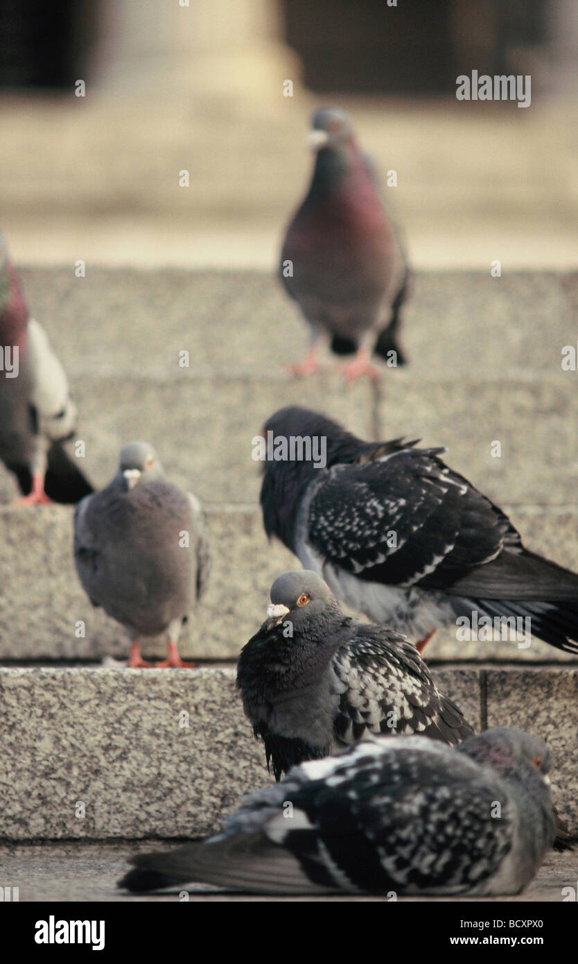 Pigeon pigeons london trafalgar square hi-res stock photography and ...