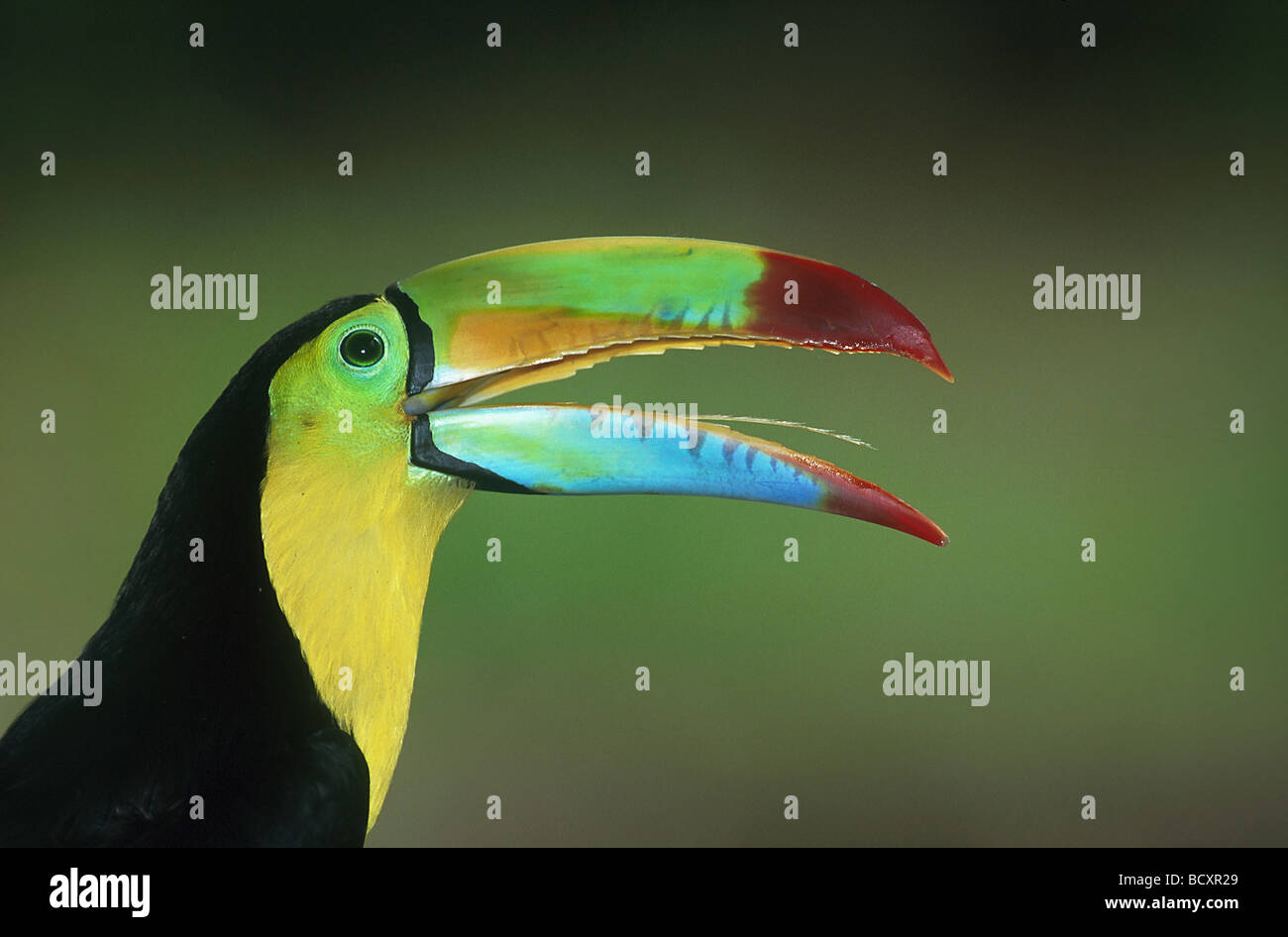 toucans / Ramphastidae Stock Photo - Alamy