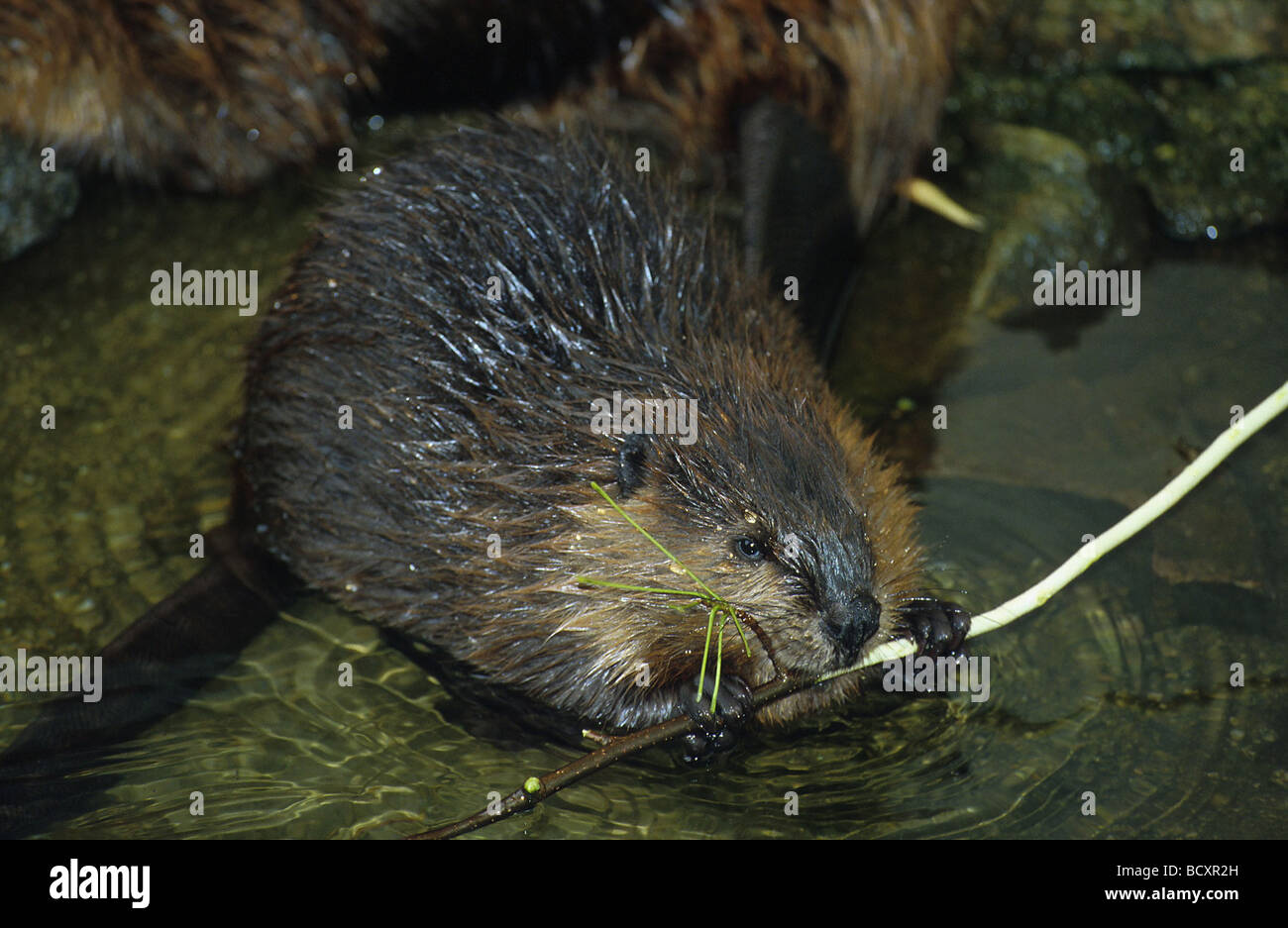 Gnawing a hi-res stock photography and images - Alamy