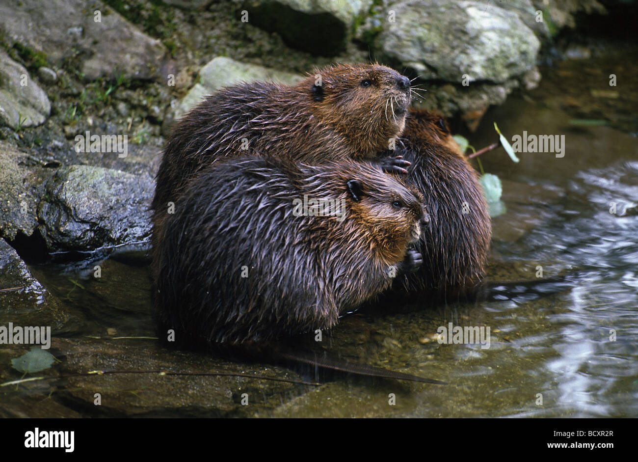 Beaver - with two young ones Stock Photo - Alamy