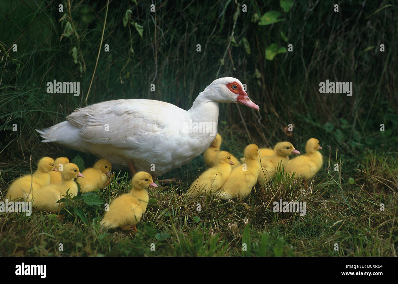 Barnyard duck hi-res stock photography and images - Alamy