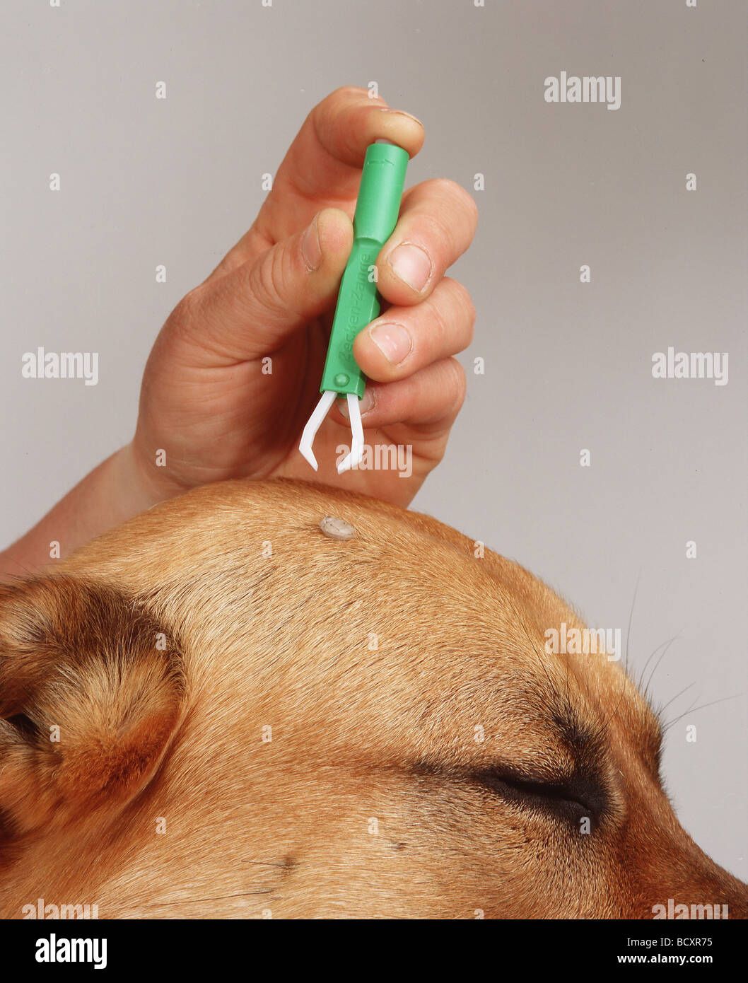 Castor Bean Tick (Ixodes ricinus). This dog has a tick removed with ...