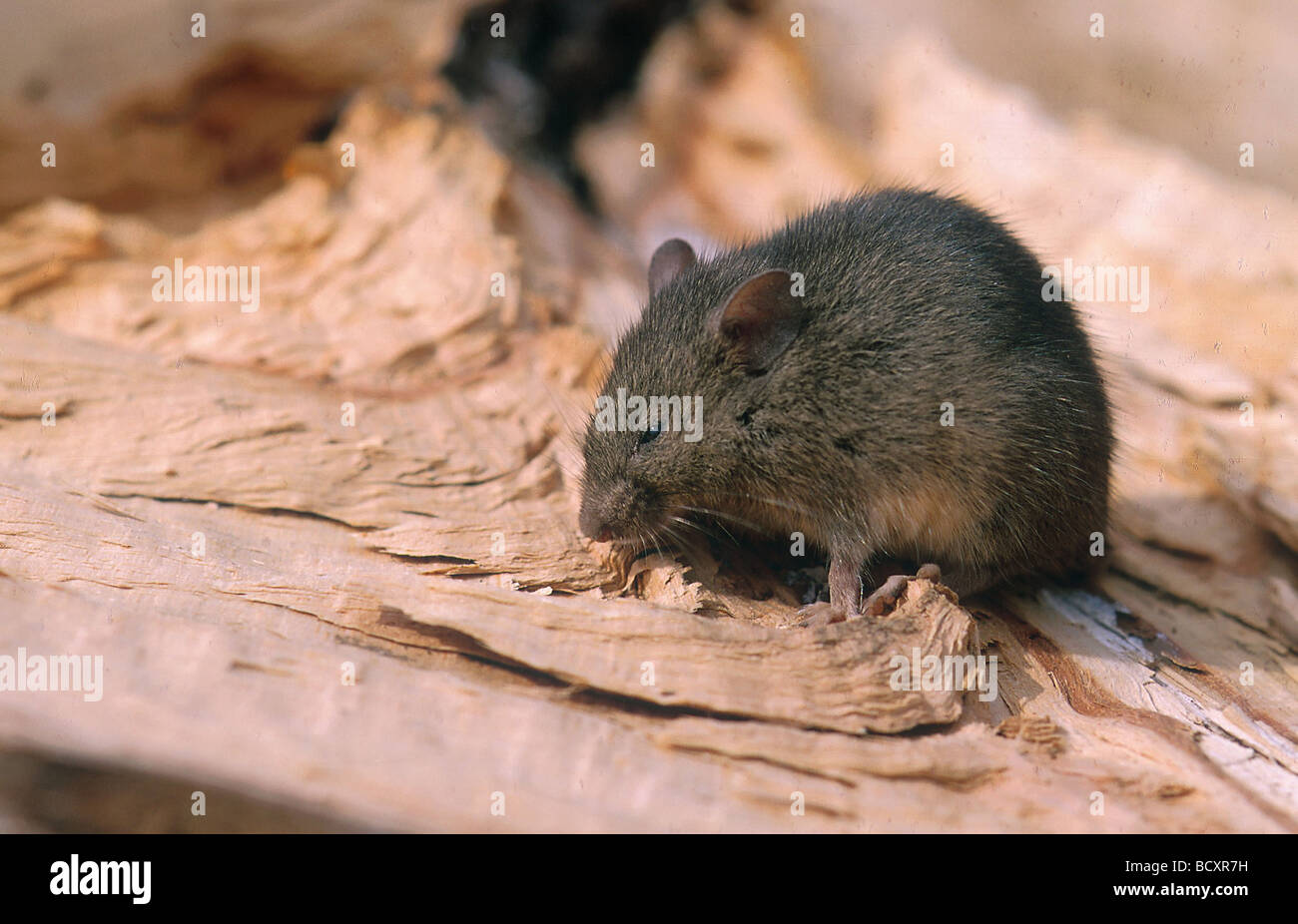 mus musculus / house mouse Stock Photo - Alamy