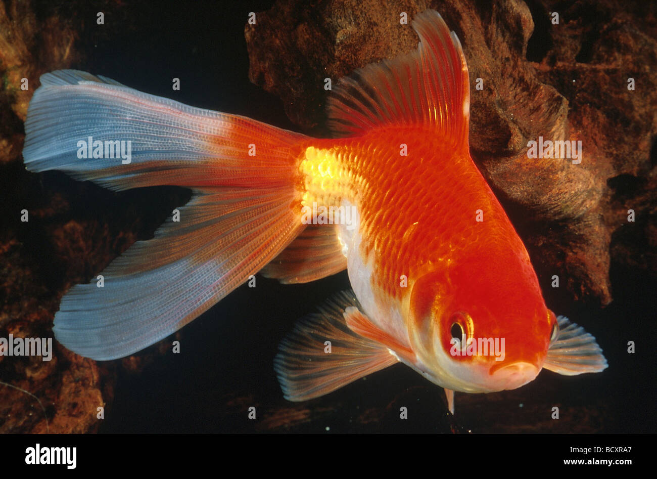 Goldfish carassius auratus adult hi-res stock photography and images ...