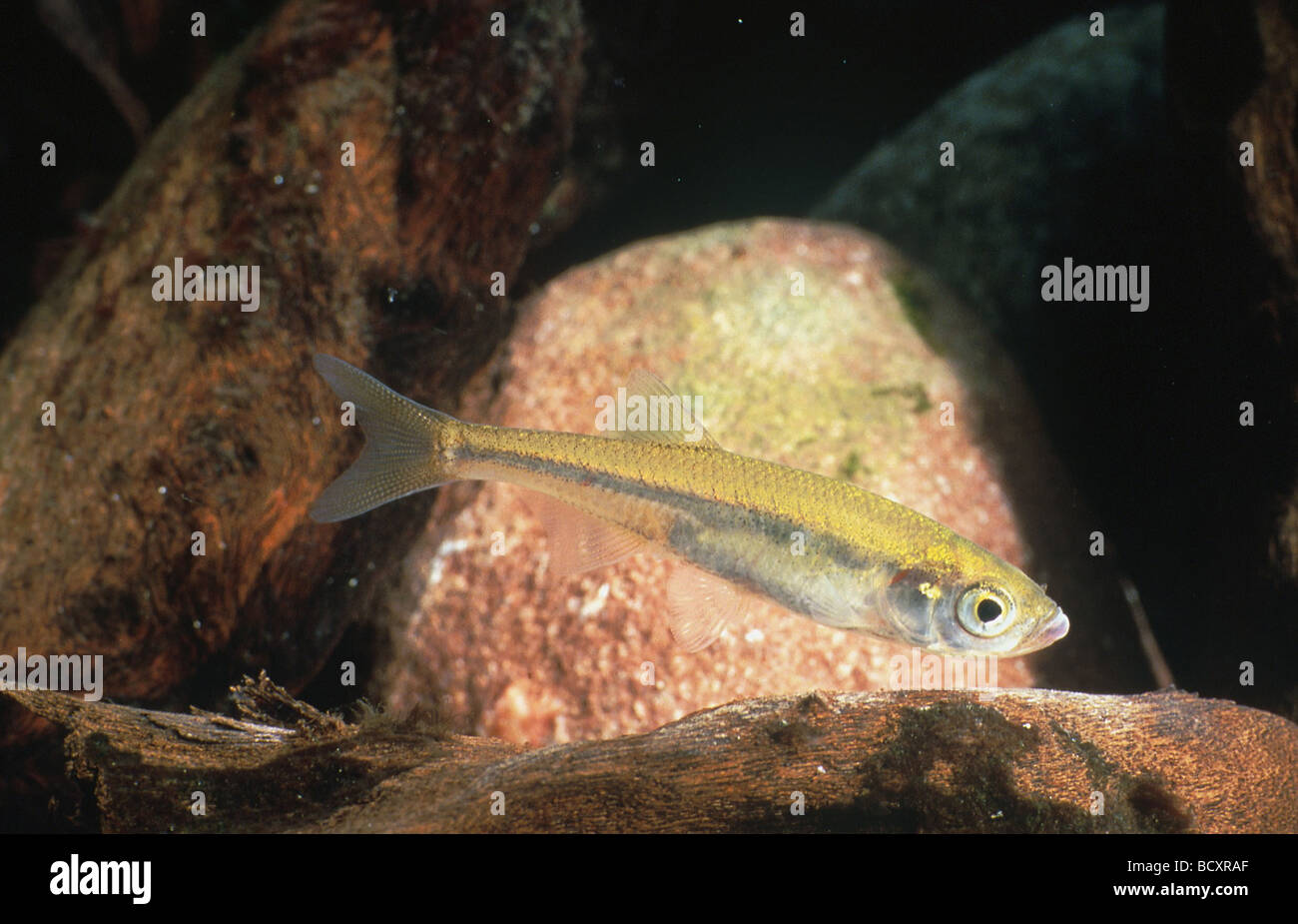 Leucaspius Delineatus High Resolution Stock Photography and Images - Alamy