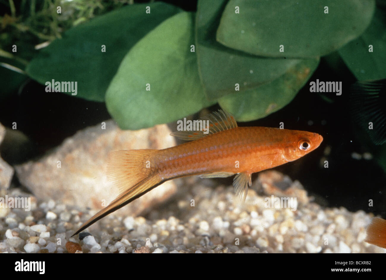 Xiphophorus helleri hi-res stock photography and images - Alamy