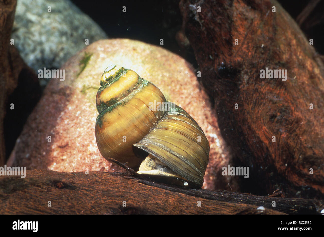 Viviparus hi-res stock photography and images - Alamy