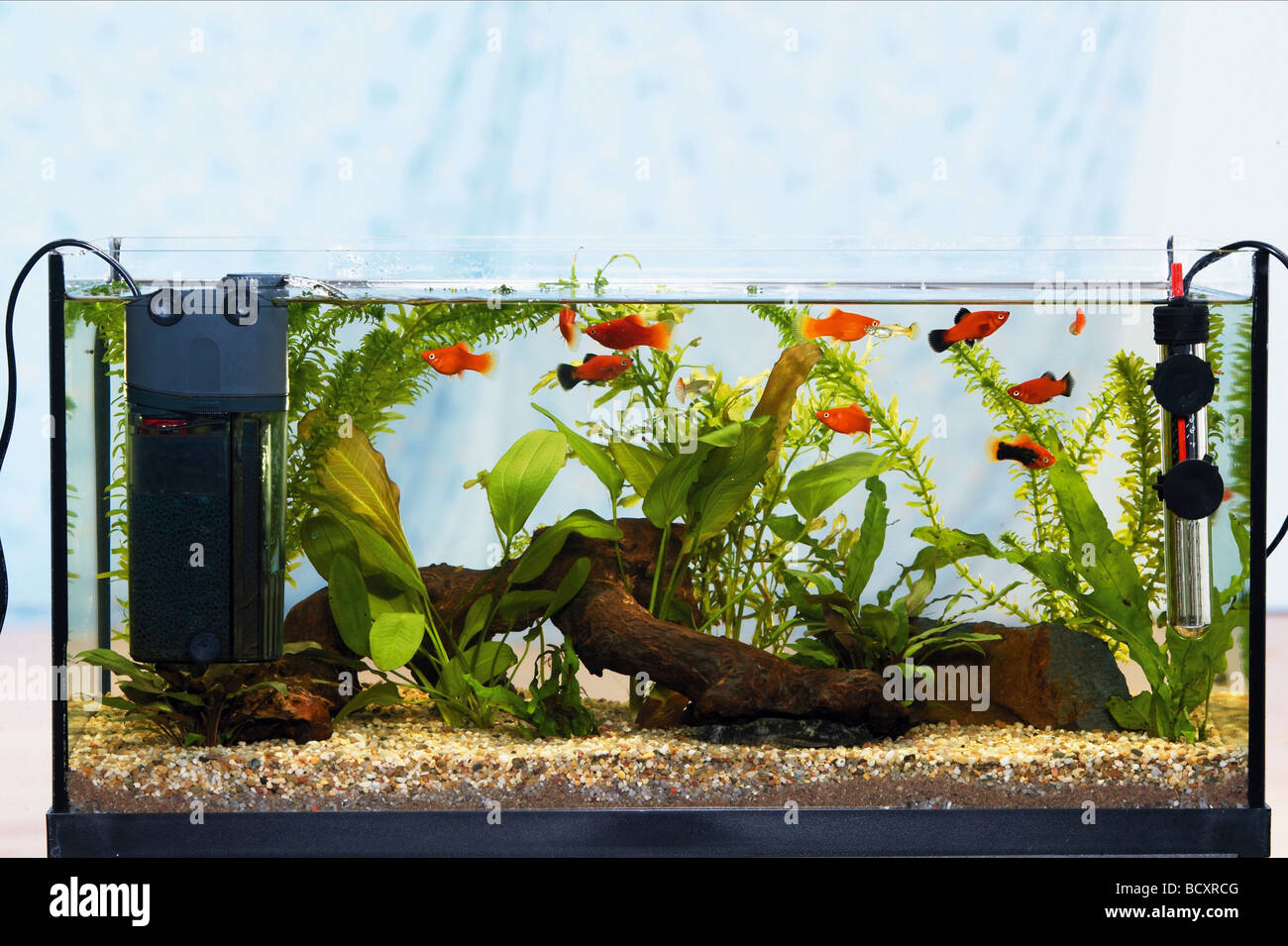 setup an aquarium : part 4 Stock Photo - Alamy