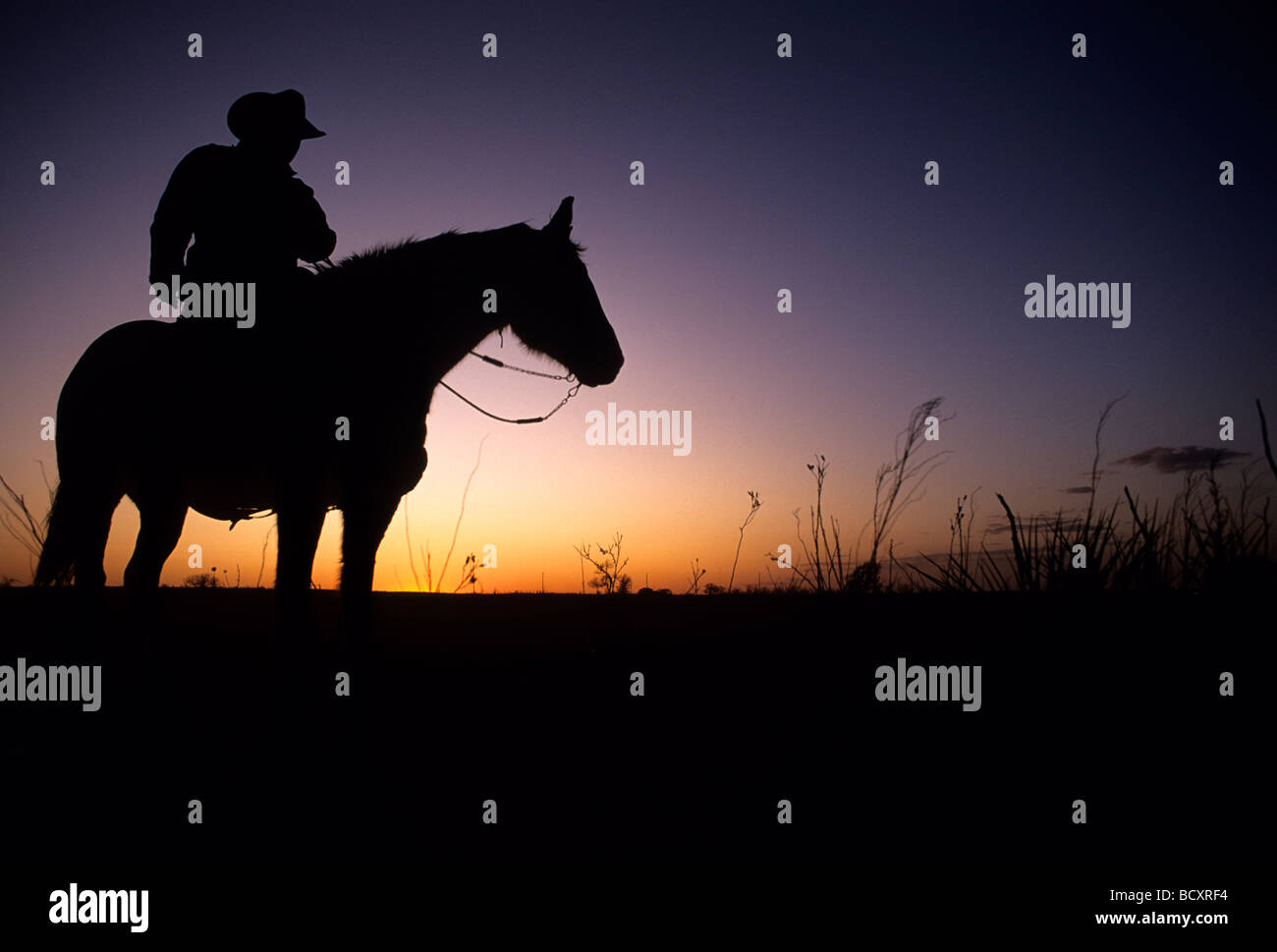 cowboy, texas, usa Stock Photo - Alamy