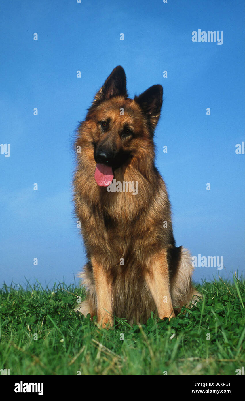 Long haired german shepherd hi-res stock photography and images - Alamy