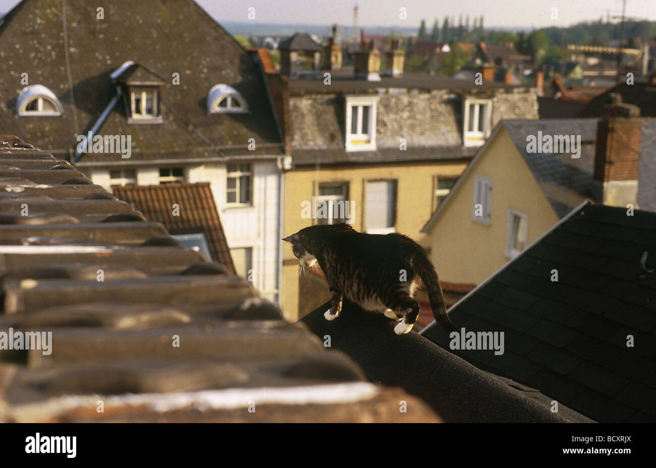 cat on a roof Stock Photo - Alamy