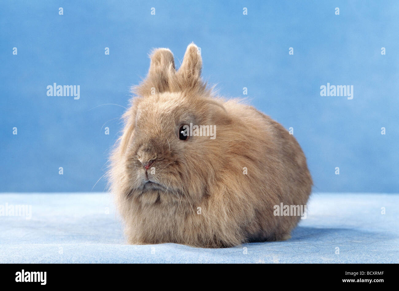 Lionhead Dwarf Rabbit. Single adult. Studio picture against a blue ...