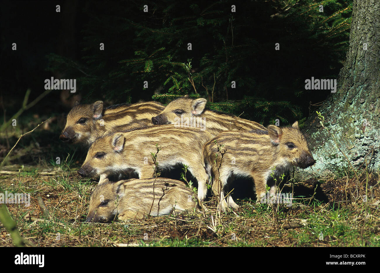 Group of shoats hi-res stock photography and images - Alamy