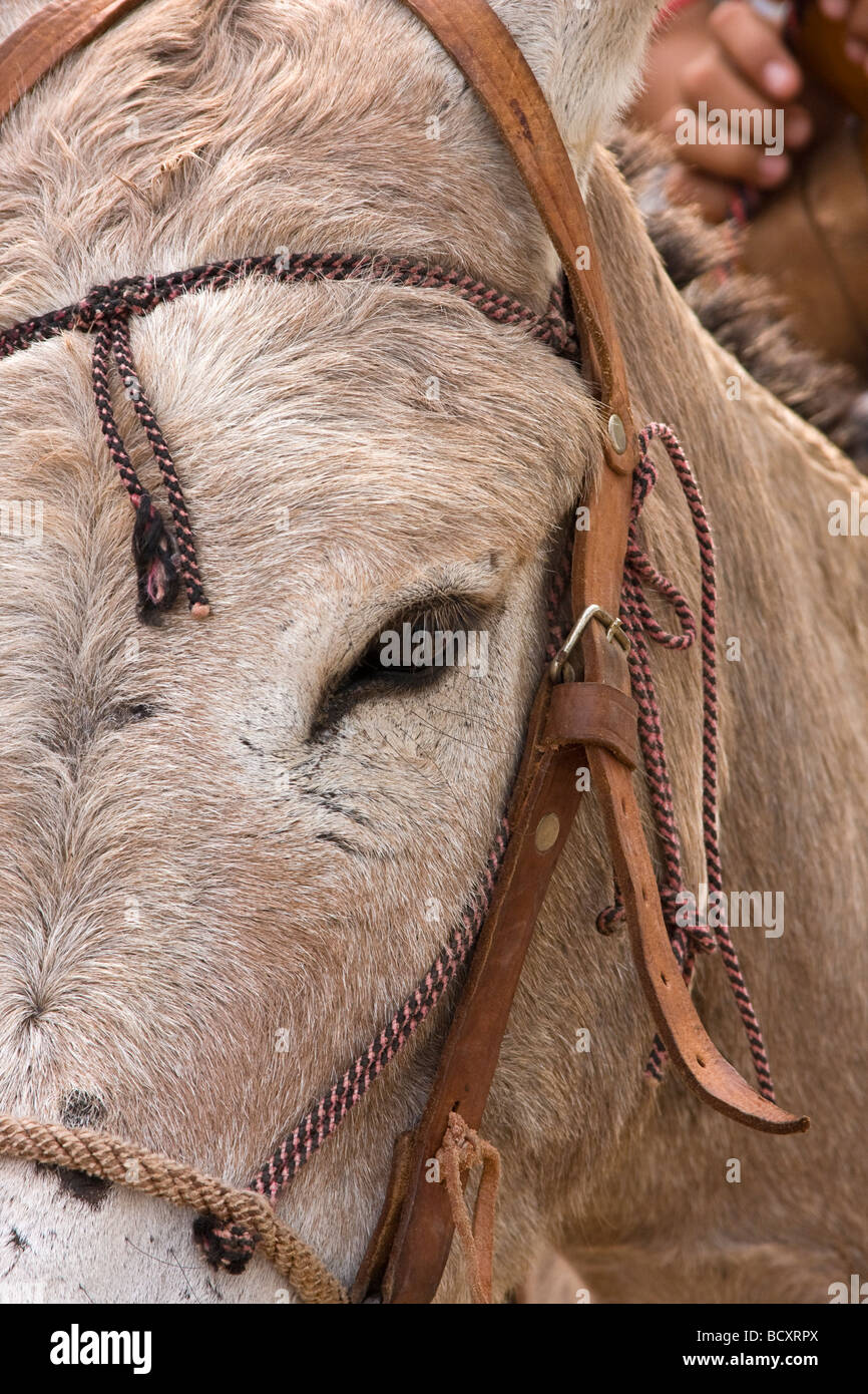 Mexico donkey hi-res stock photography and images - Alamy