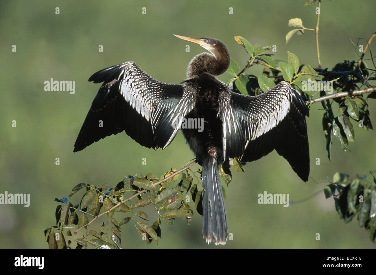 American Darter, Anhinga (Anhinga anhinga) perched on branch, drying ...