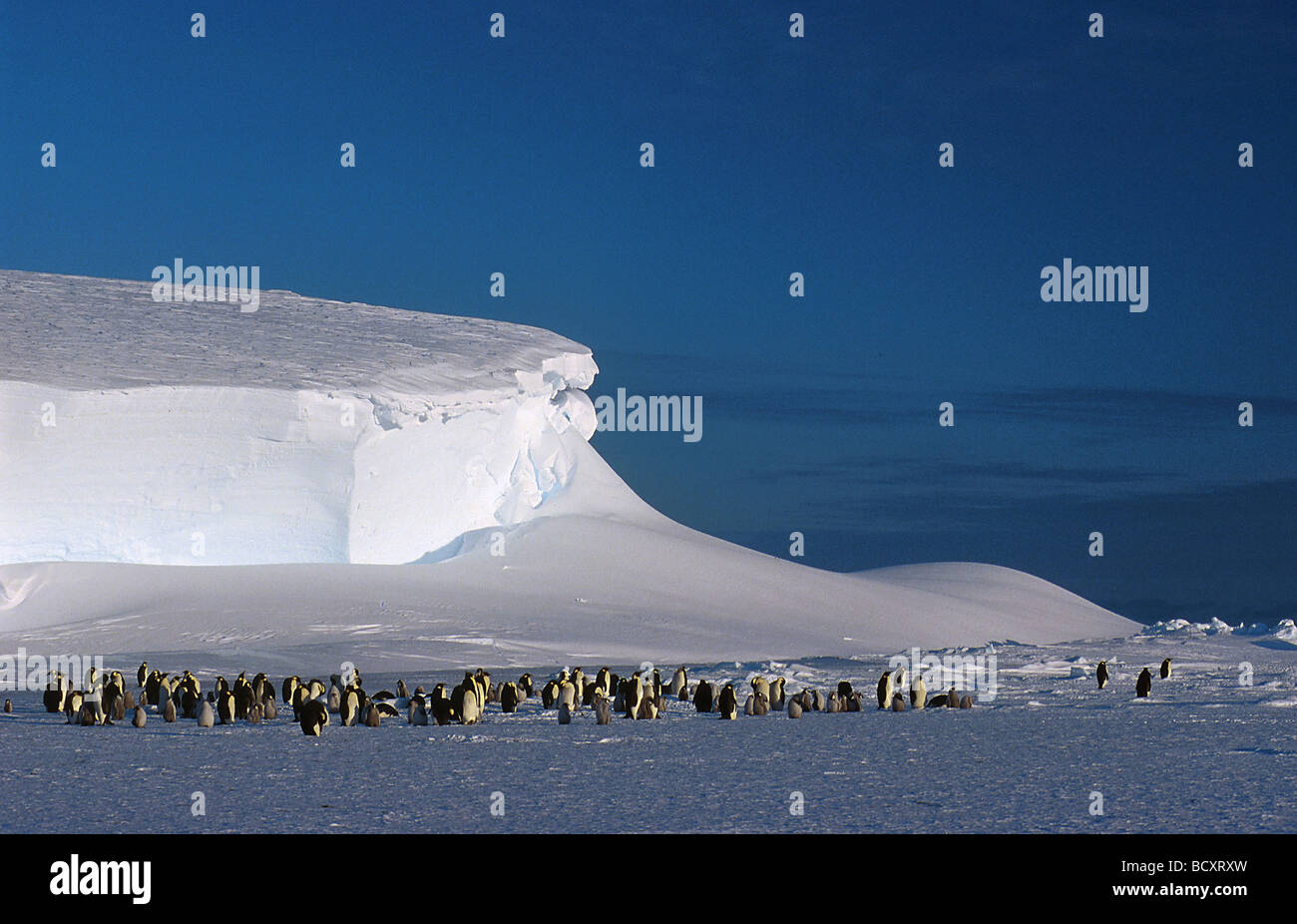 emperor penguin / aptenodytes forsteri Stock Photo - Alamy