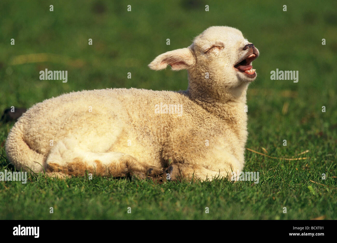 Crying lamb sheep hi-res stock photography and images - Alamy