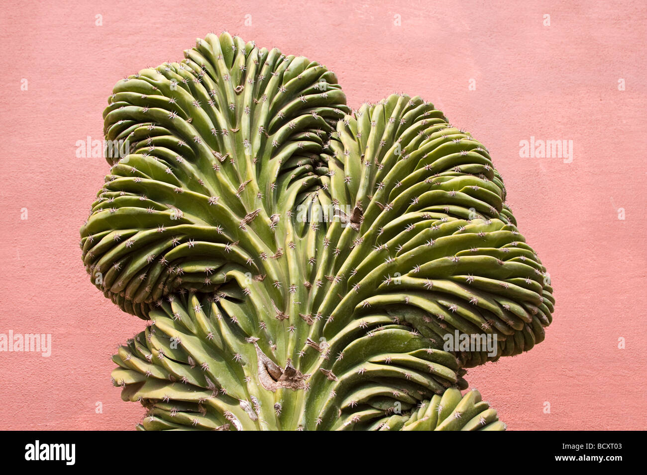 Strangely shaped cactus grows against a colorful wall in El Quelite ...