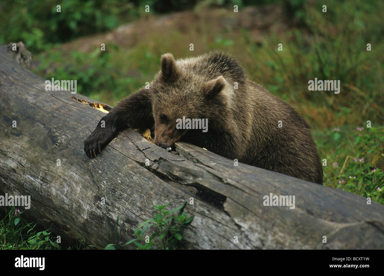 Brown bear eating insects hi-res stock photography and images - Alamy