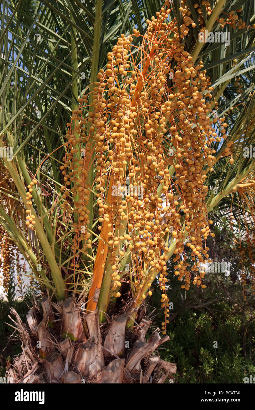 Date palm (Phoenix dactylifera) single tree with infructescences Stock ...