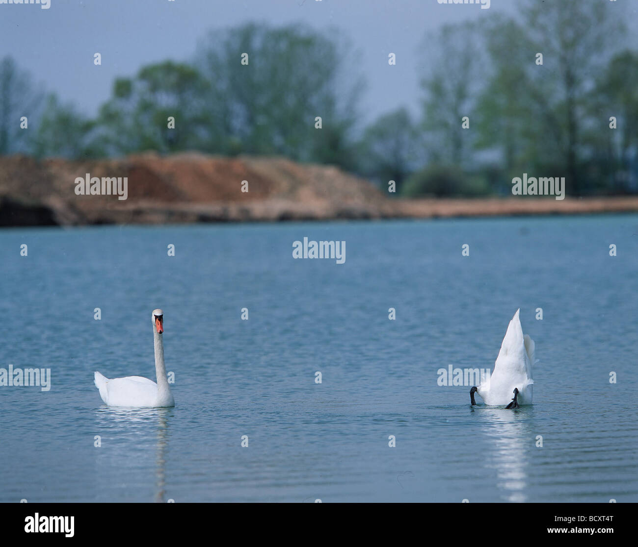 Bottom two swans hi-res stock photography and images - Alamy