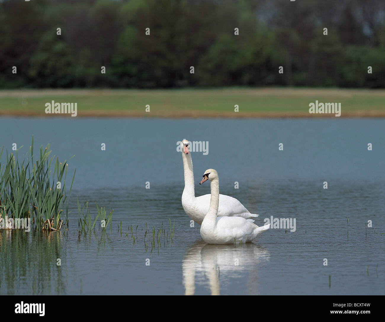 Cygnus olor / mute swan - two in shallow water Stock Photo - Alamy