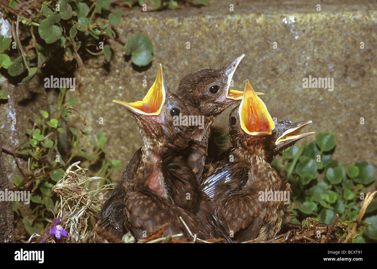 Passerine birds nest hi-res stock photography and images - Alamy