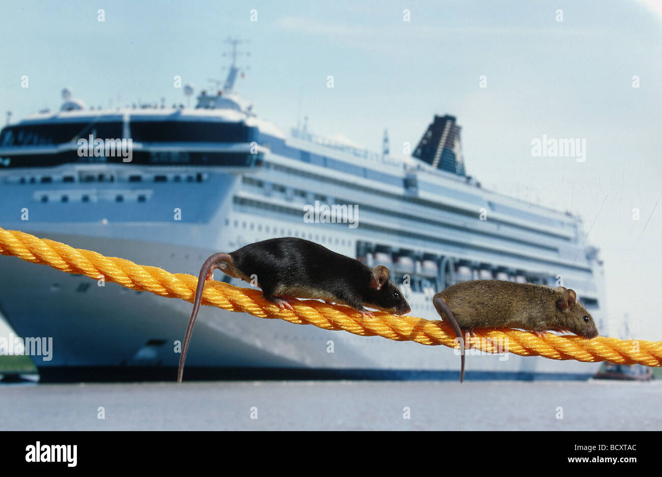 Black Rat Roof Rat House High Resolution Stock Photography and Images ...