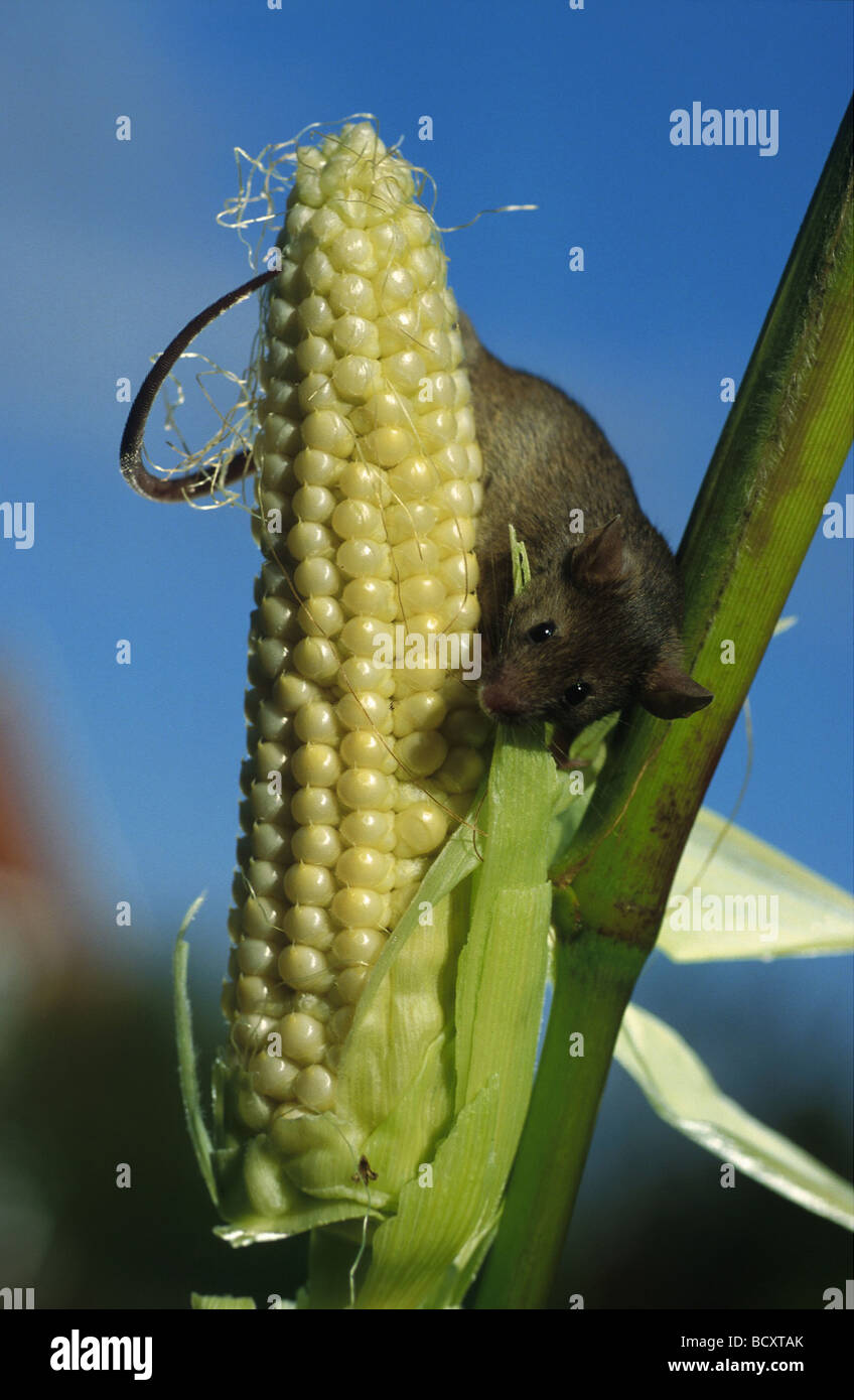 Mouse on a corn cob Stock Photo - Alamy