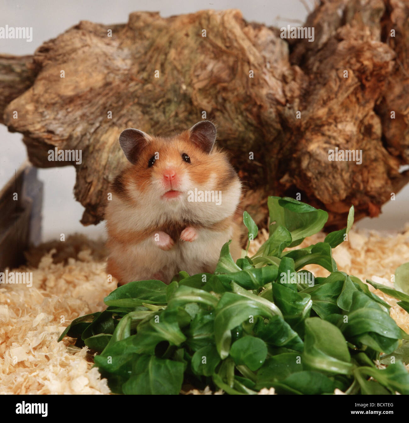 mesocricetus auratus / golden hamster Stock Photo - Alamy