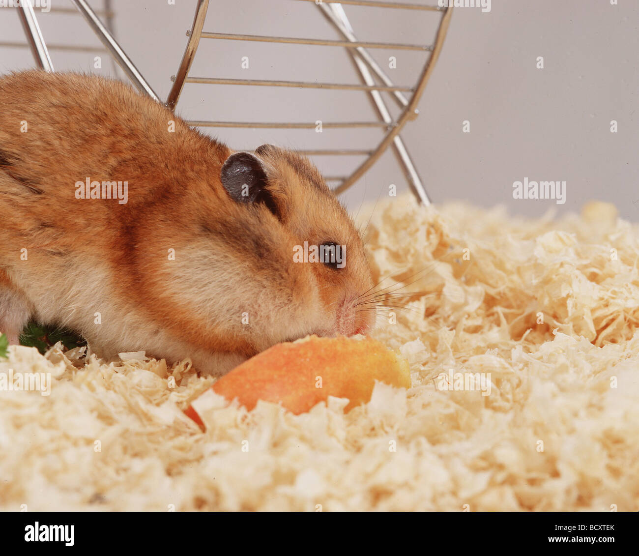 Fat hamster hi-res stock photography and images - Alamy