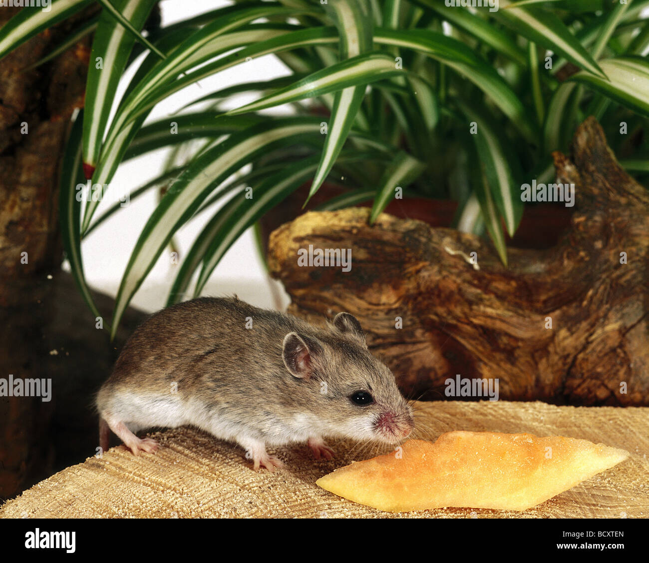 Phodopus sungorus / striped hairy - footed hamster Stock Photo - Alamy