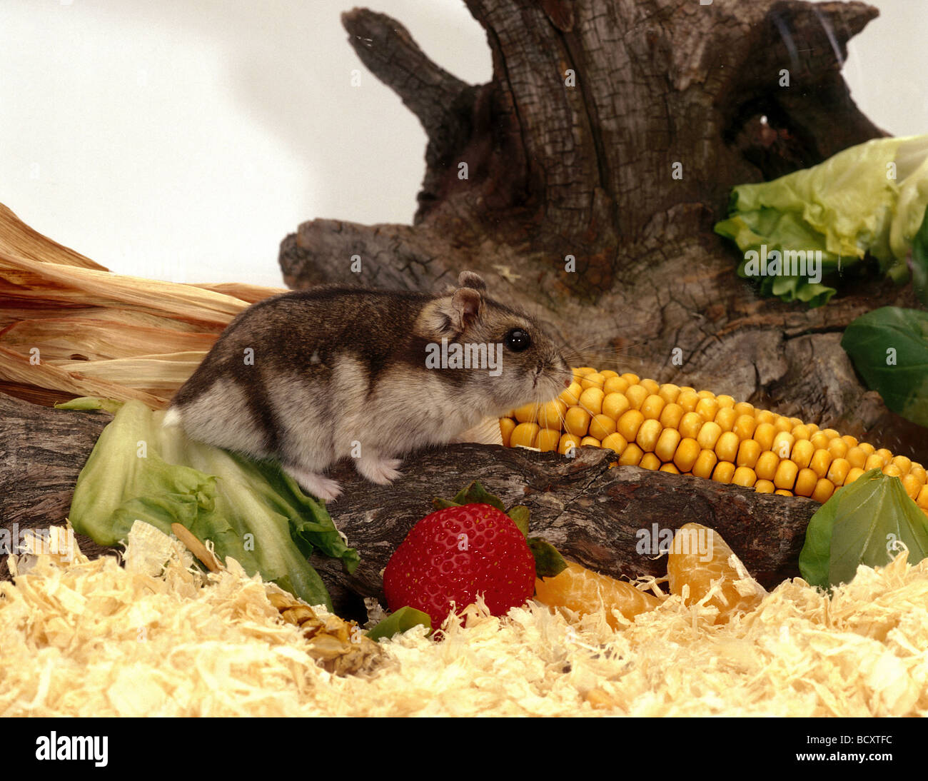 Striped dwarf hamster hi-res stock photography and images - Alamy