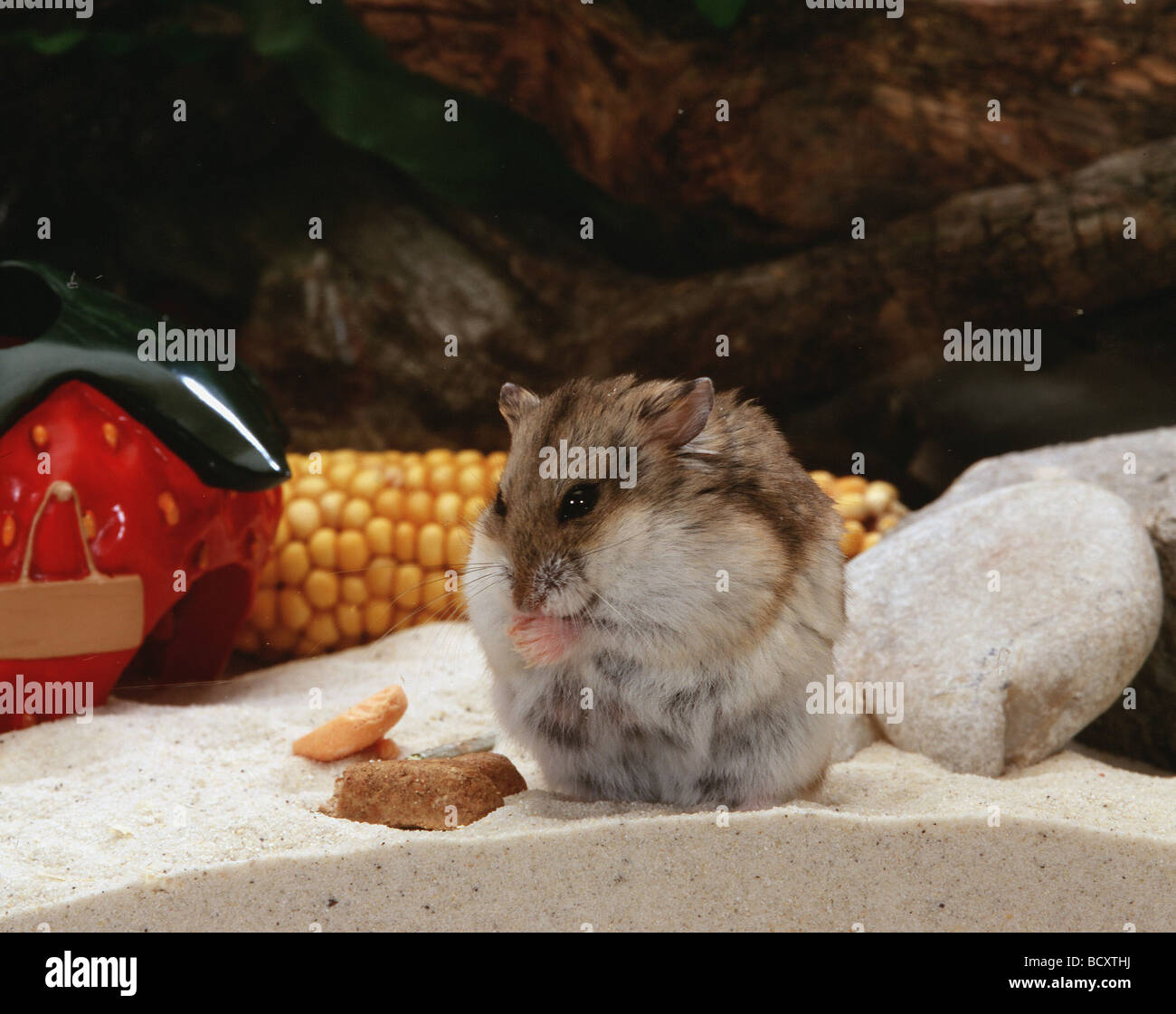 Campbell hamster hi-res stock photography and images - Alamy