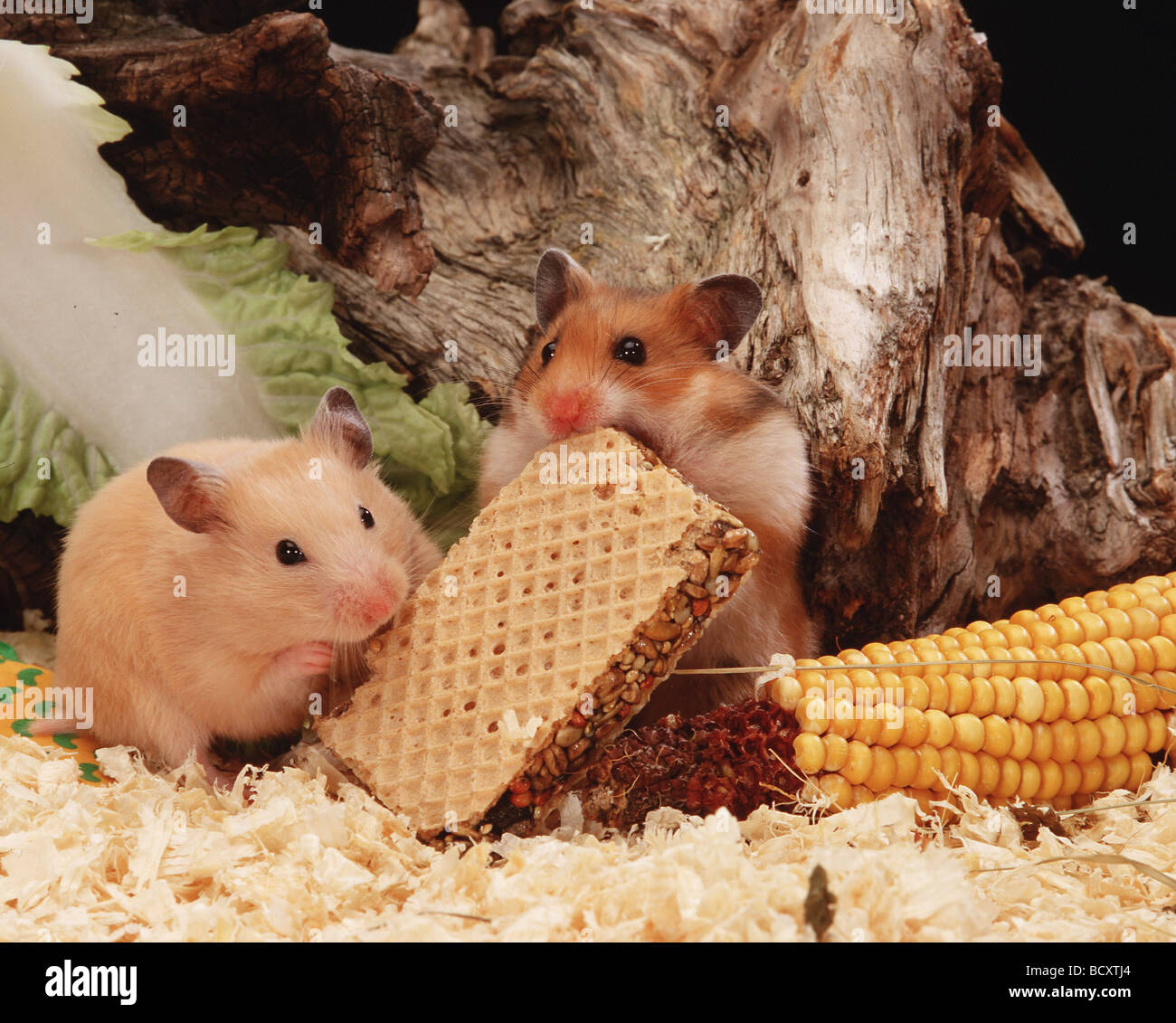 Pet Hamster (Mesocricetus auratus). Two adults eating a cracker Stock ...