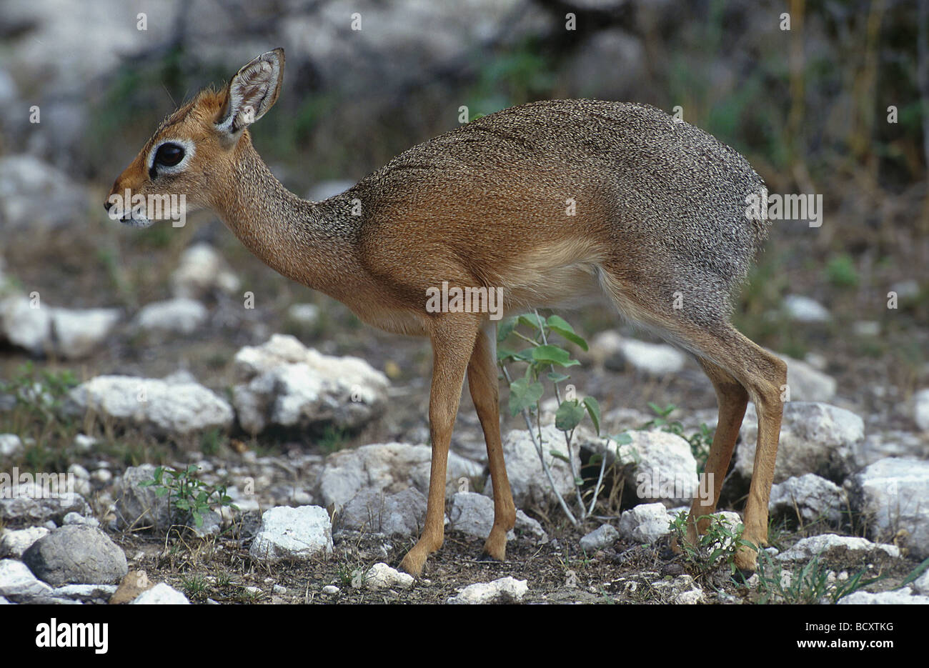 madoqua kirki / dik-dik Stock Photo - Alamy